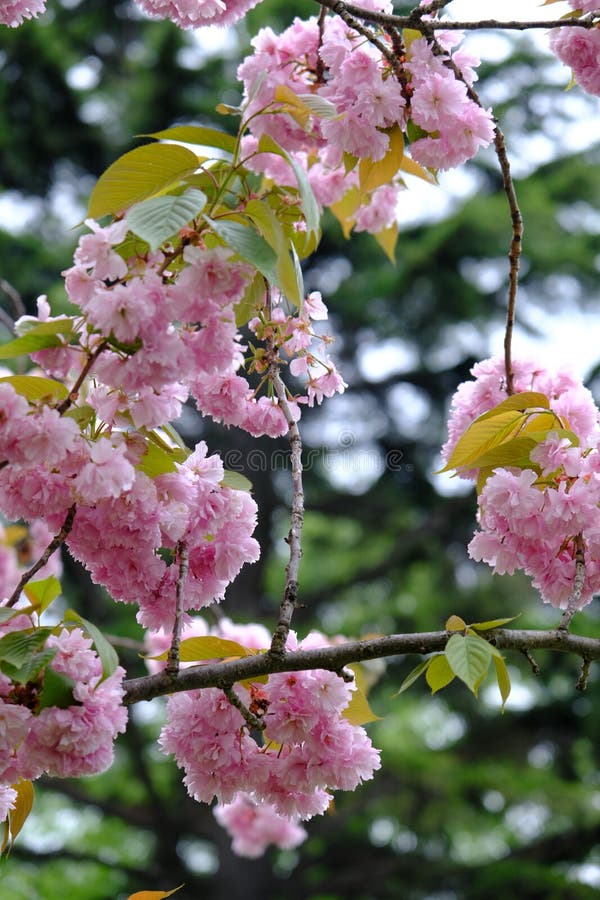 Spring Blossoms Tree with Pink Flowers. Stock Photo - Image of spring ...