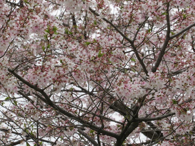 Spring blossoms in trees stock photo. Image of floral - 245661030