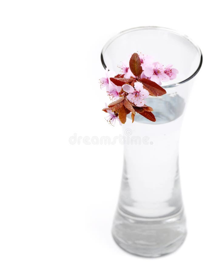 Spring Blossoms in Vase stock photo. Image of beginning - 27443440