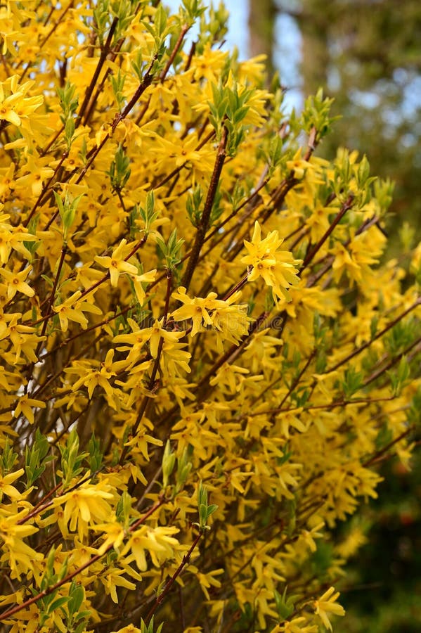Spring Blossoms in Victoria, BC, Canada Stock Image - Image of vibrant ...