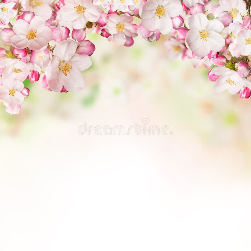 Spring Blossoms On White Background Stock Photo - Image of botanic ...