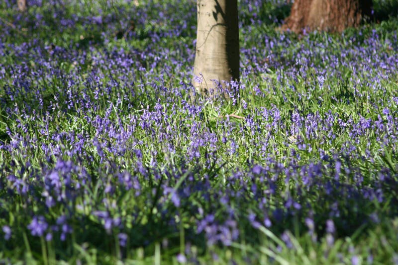 Spring blue bell flowers stock photo. Image of spring - 2227430