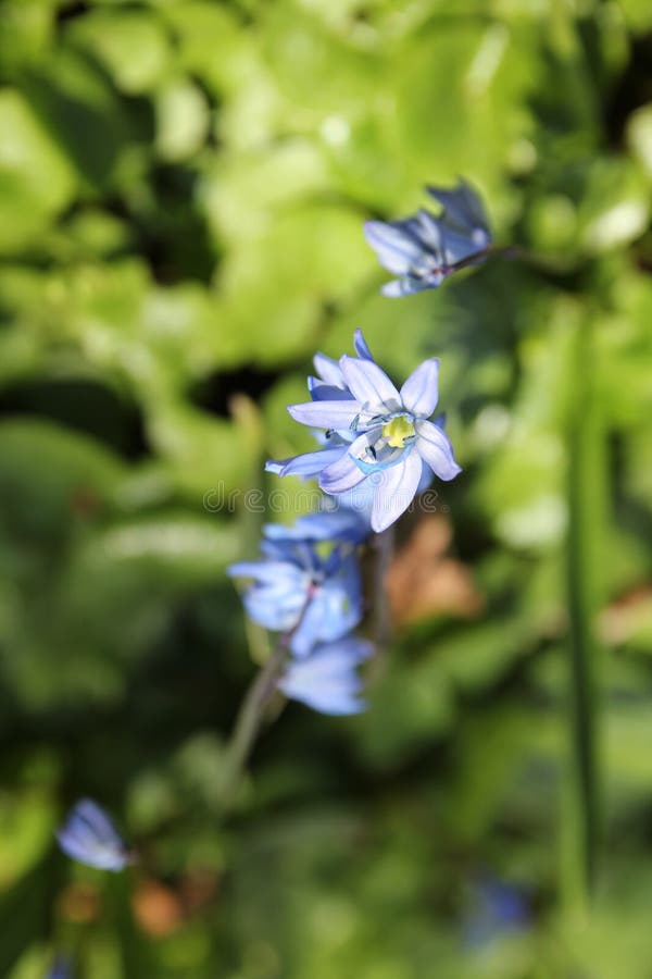 Spring blue bells stock photo. Image of bells, blue, blooming - 33448866