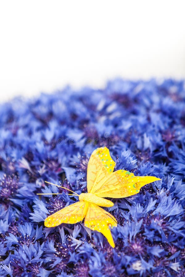 Spring Blue Cornflower with Yellow Butterfly Stock Image - Image of ...