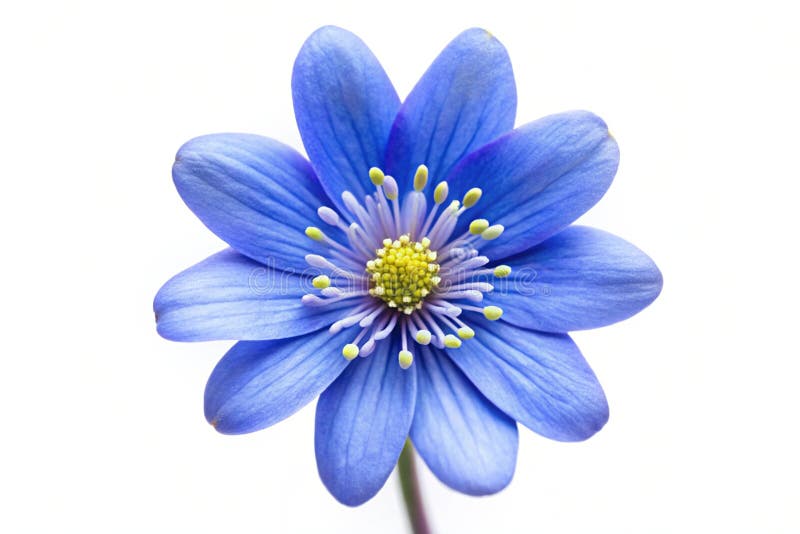 Spring Blue Flower Isolated on White Background Stock Illustration ...