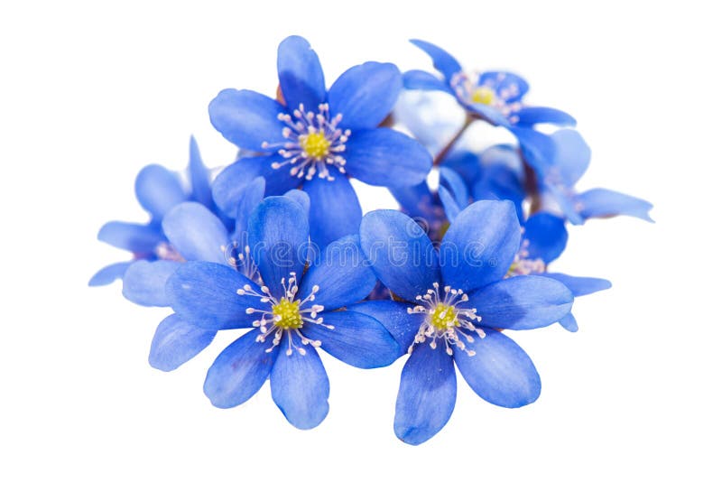 Spring Blue Flower Isolated Stock Image - Image of bright, spring: 67420735