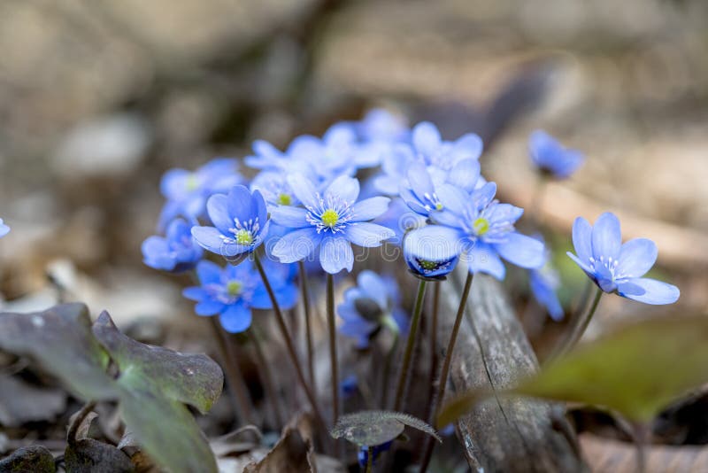 Spring Blue Flower Nobilis Growing Stock Image - Image of forest ...