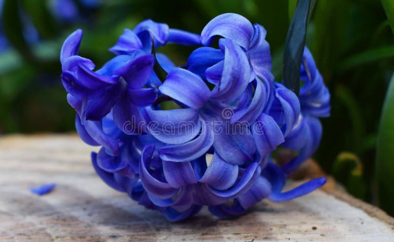 Spring at Oxford stock photo. Image of oxford, flower - 144327128