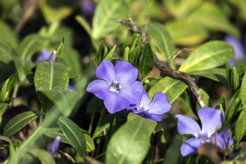 Spring Blue Flower Periwinkle Stock Image - Image of floral ...