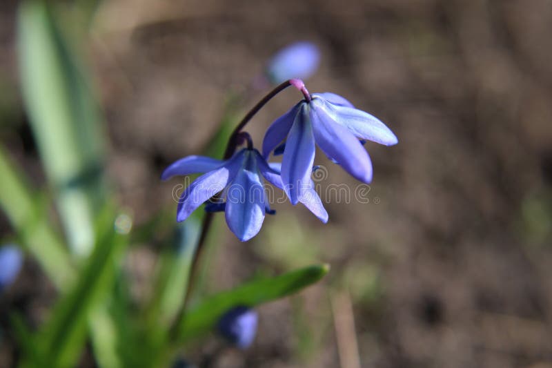 Spring Blue Flower of Siberian Scilla Stock Image - Image of bright ...