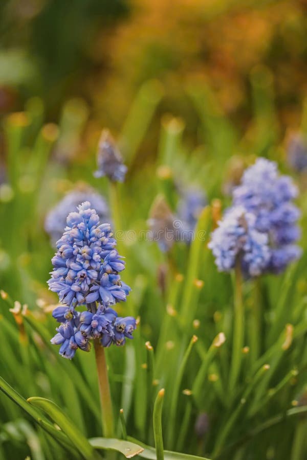 Spring blue flower stock image. Image of colorful, flowering - 221144585