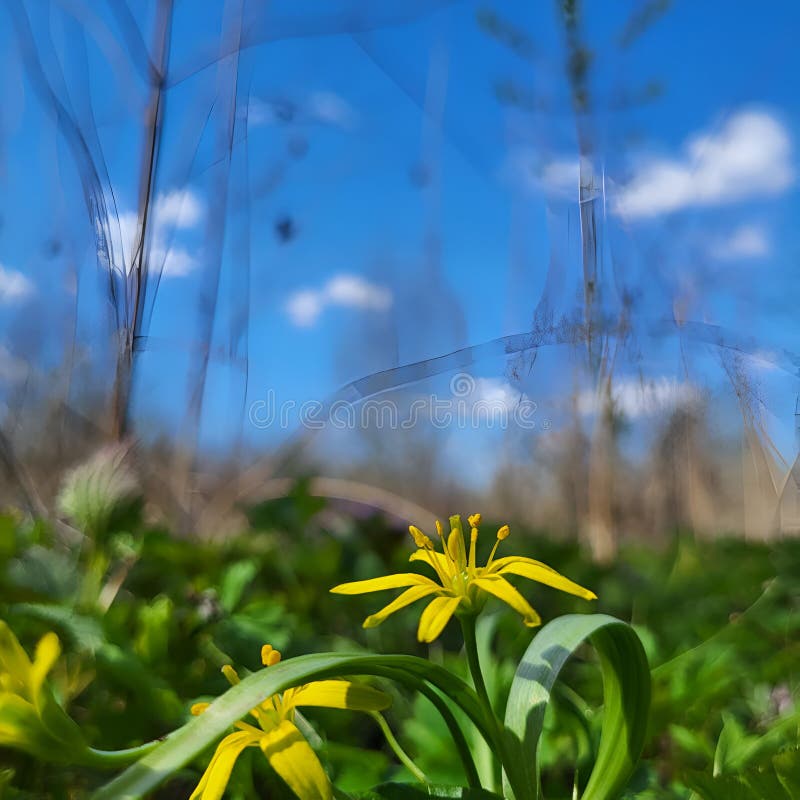 Spring Blue Flowers Against the Blue Sky Stock Photo - Image of blossom ...