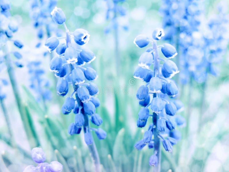 Spring blue flowers stock image. Image of easter, field - 40237077