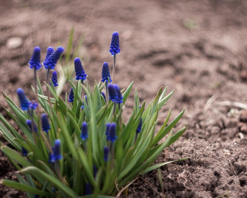 Spring Blue Flowers on the Background of the Earth Stock Photo - Image ...