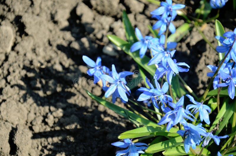 Spring blue flowers stock photo. Image of garden, botanical - 143570832