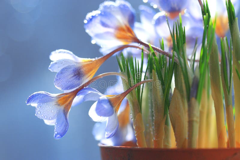 Spring blue flowers stock photo. Image of fresh, flora - 59913230