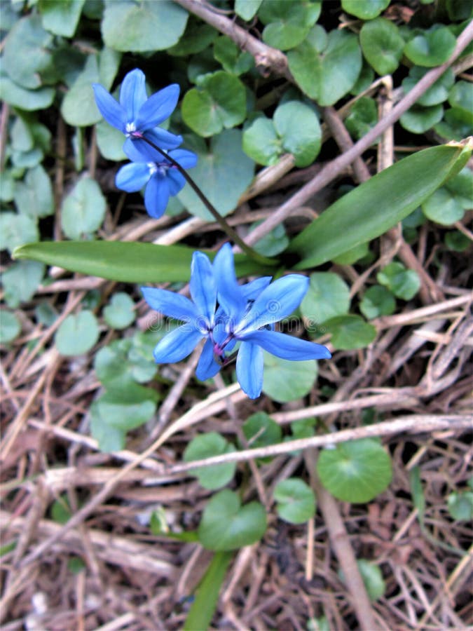 Spring. Blue Flowers. the First Flowers at the End of March. Stock ...