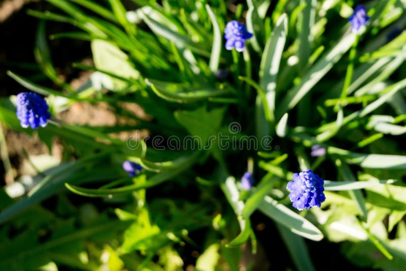 Spring Blue Flowers stock image. Image of flower, wildflower - 88317079