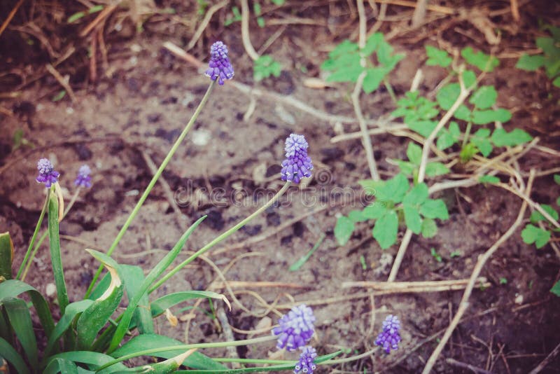 Spring Blue Flowers stock photo. Image of spring, wild - 88907782