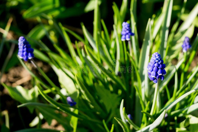 Spring Blue Flowers stock photo. Image of holiday, season - 89297382