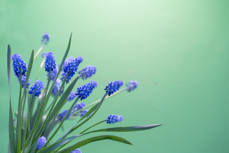 Spring Blue Flowers on Green Background Stock Image - Image of color ...