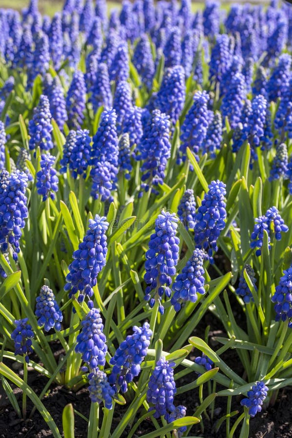 Spring Blue Flowers, Spring Blue Muscari Flowers Stock Photo - Image of ...