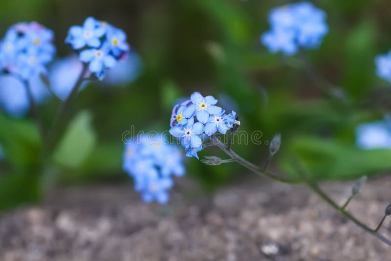 Spring Blue Forget-me-nots Flowers. Wildflowers Stock Photo - Image of ...
