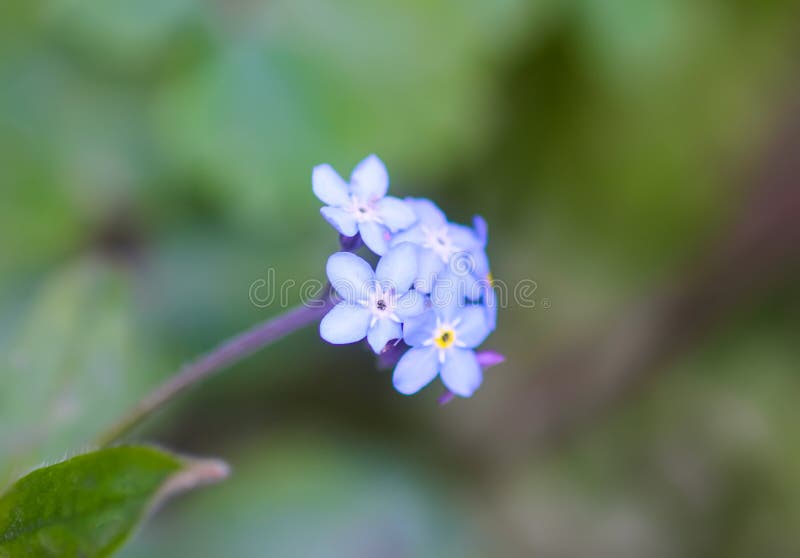 Spring Blue Forget-me-nots Flowers. Wildflowers Stock Image - Image of ...
