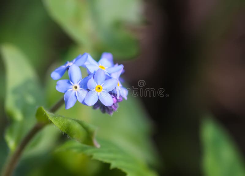 Spring Blue Forget-me-nots Flowers. Wildflowers Stock Image - Image of ...