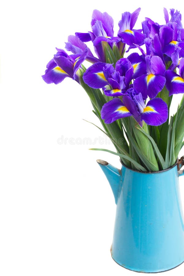 Spring blue irises stock image. Image of iris, flora - 62895617