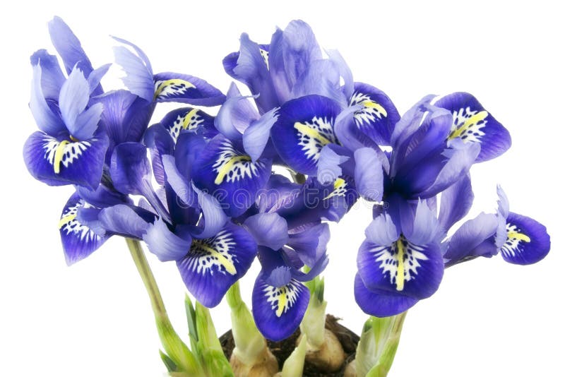 Spring Blue Irises Grow from Bulbs Stock Image - Image of single, bulbs ...