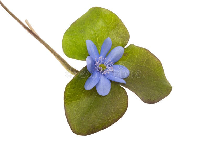Spring Blue Nobilis Flower Isolated Stock Photo - Image of small ...