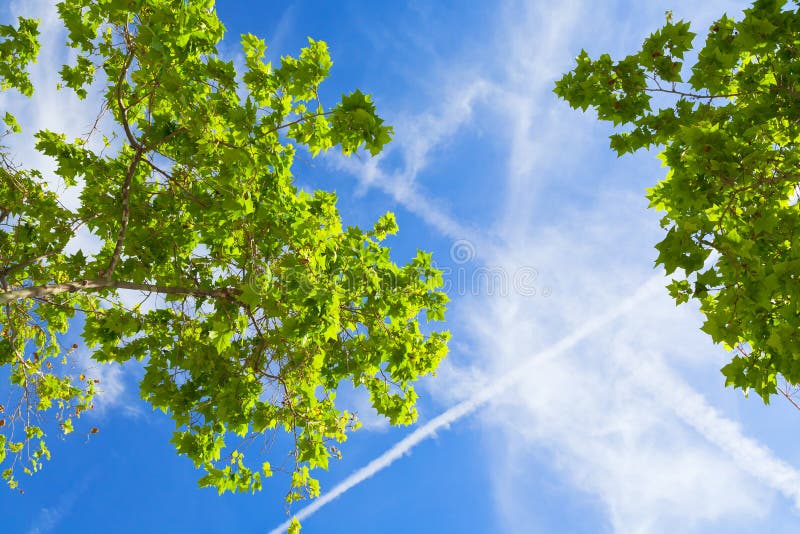 Spring Blue Sky with White Cloud Stock Image - Image of branch, outdoor ...