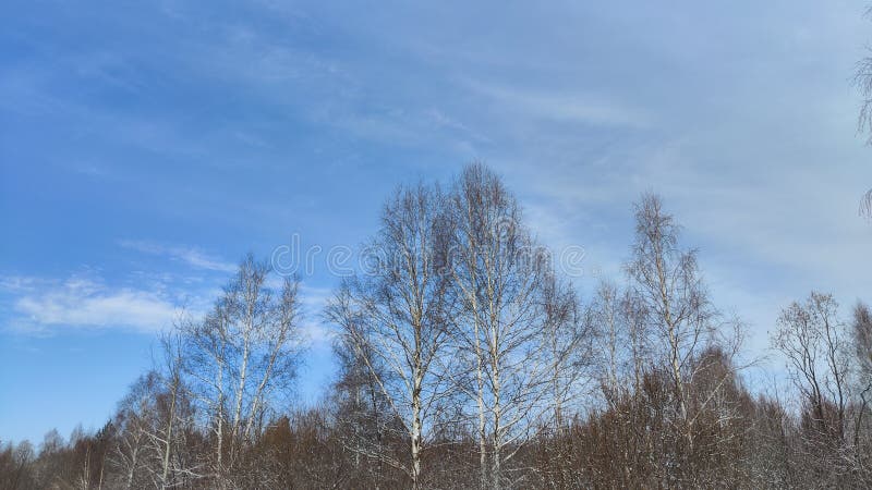 Spring Blue Sky with White Clouds and Trees with Bare Branches and Buds ...