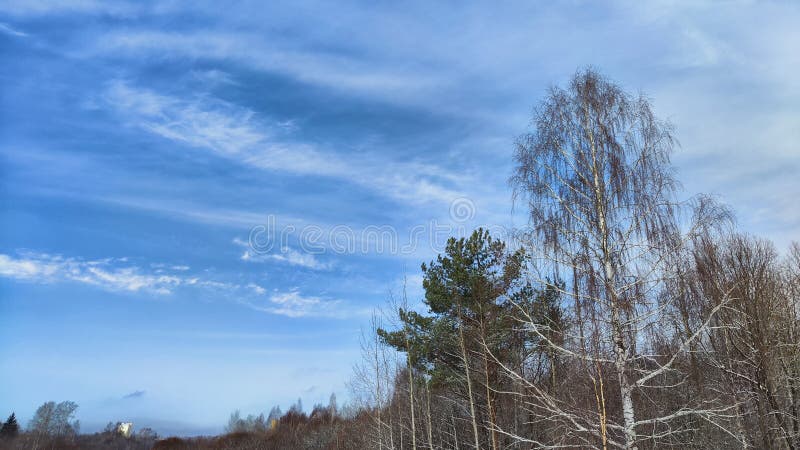 Spring Blue Sky with White Clouds and Trees with Bare Branches and Buds ...