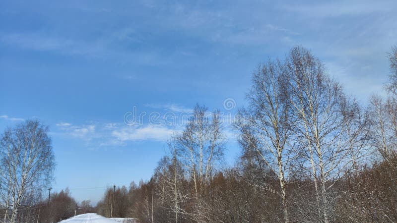 Spring Blue Sky with White Clouds and Trees with Bare Branches and Buds ...