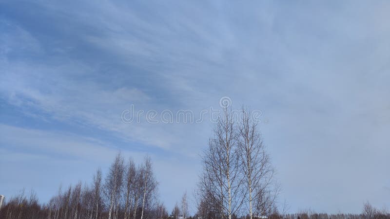 Spring Blue Sky with White Clouds and Trees with Bare Branches and Buds ...