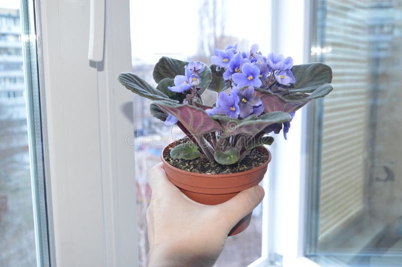 Spring Blue Violets in a Pot for Planting on the Background of a Window ...
