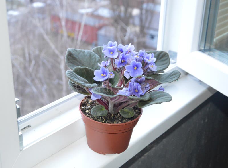 Spring Blue Violets in a Pot for Planting on the Background of a Window ...