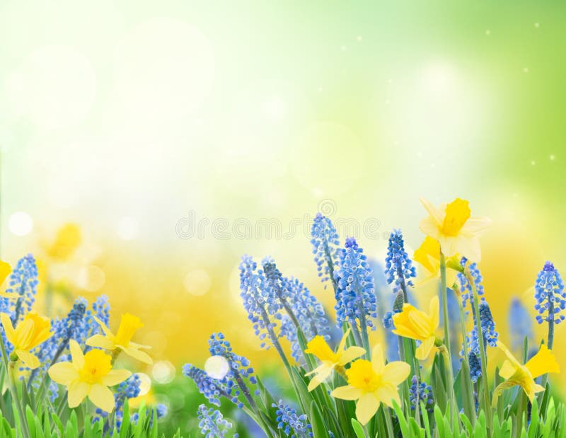 Spring Bluebells and Daffodils Stock Image - Image of celebration ...