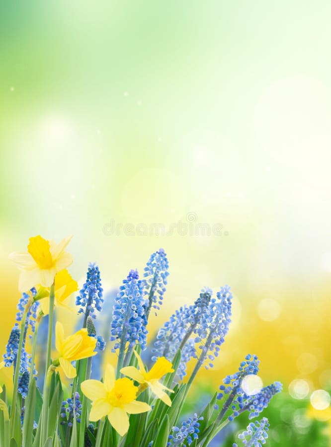 Spring Bluebells and Daffodils Stock Photo - Image of celebration ...