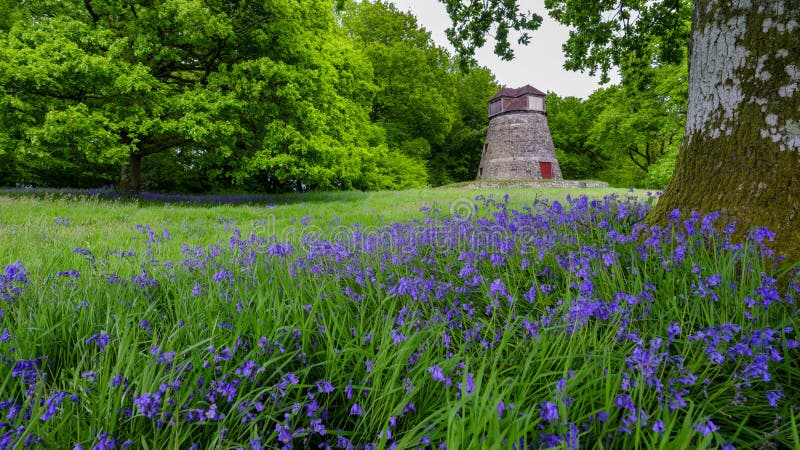 Spring Bluebells and East Knoyle Windmill, Wiltshire, UK Stock Image ...