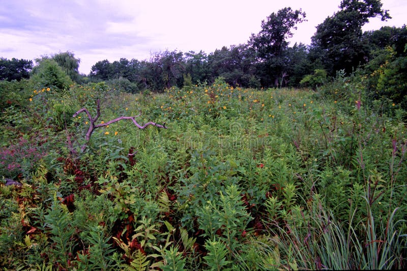 Spring Bluff Scenic 32677 stock photo. Image of scenic - 182777716
