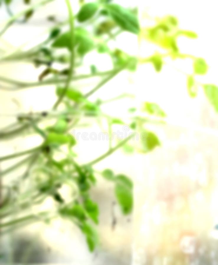 Spring blur background stock photo. Image of spring, greenhouse - 552346