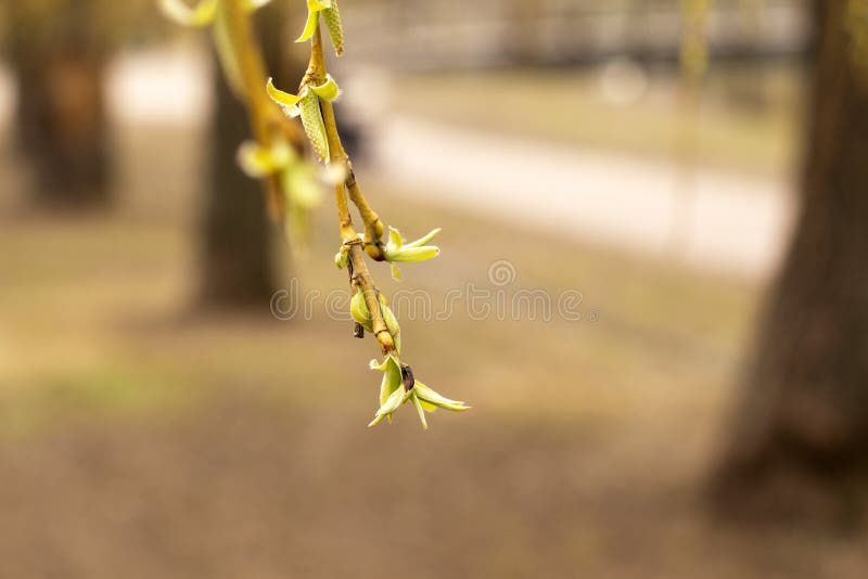 Spring Blurred Background, Young Branches with Leaves and Buds. First ...