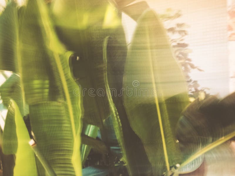 Spring Blurred Leaves. Abstract Motion Blur Effect Stock Photo - Image ...