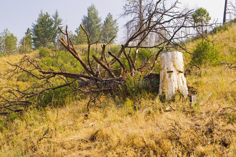 Spring Board Holes in a Tree Stump Stock Photo - Image of harvested ...