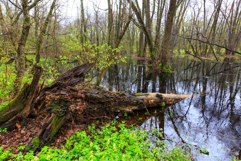 Spring bog in forest stock photo. Image of green, tree - 53117656