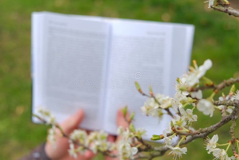 Spring Books. Open Book in Hands and White Flowers. Hands Leafing ...