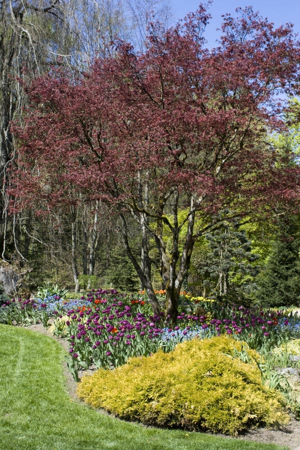 Spring Border stock image. Image of flower, bulbs, gardening - 11867429